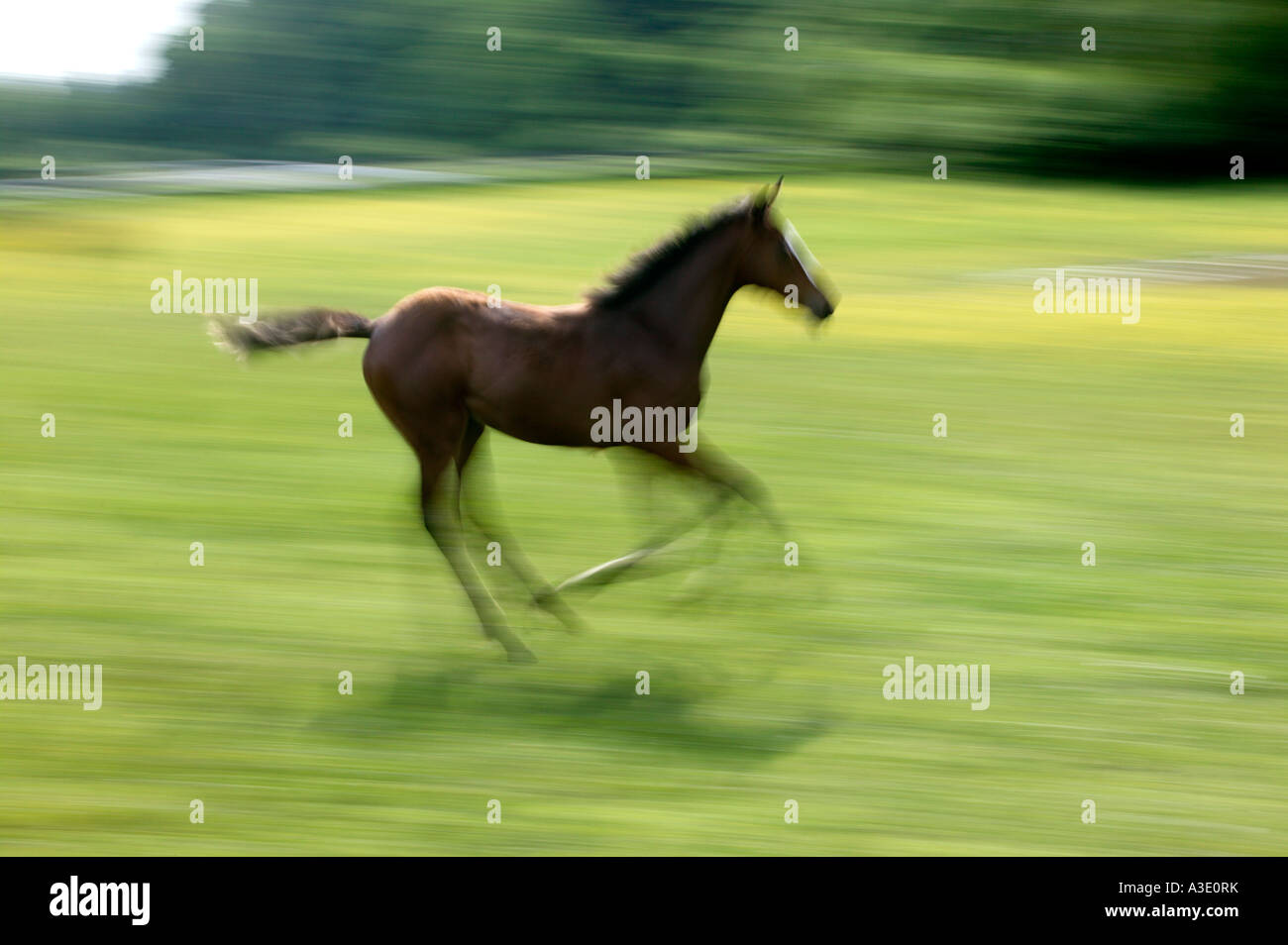 Spirited colt running & playing on Thoroughbred Horse Farm In Chester ...