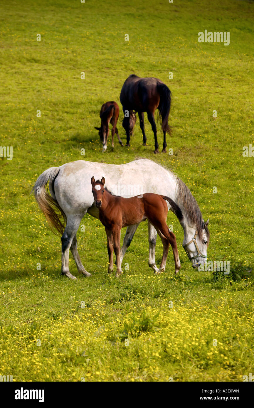 Mares With Foals On Thoroughbred Horse Farm In Chester County ...