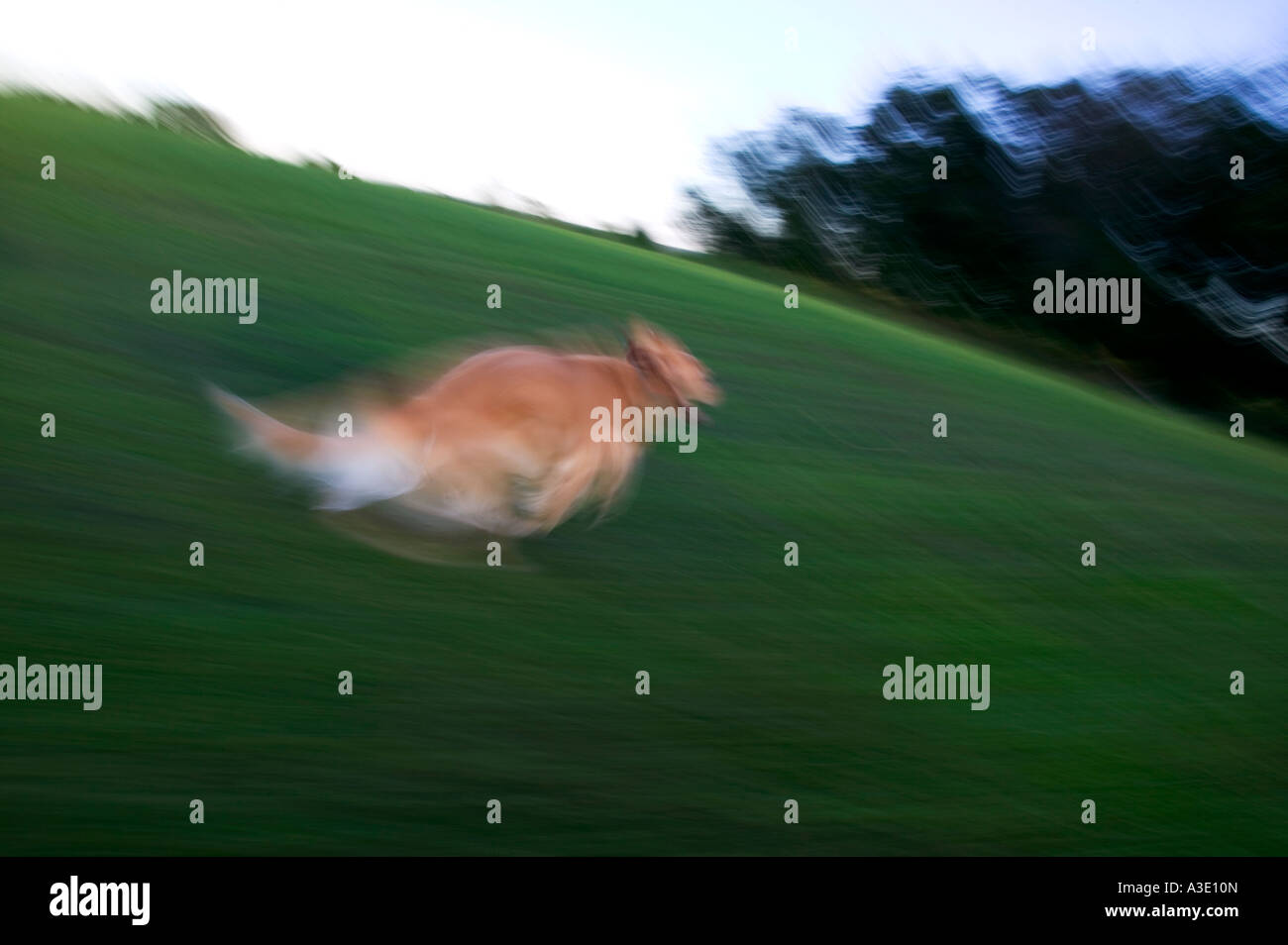 Blur pan motion image of Golden Retriever dog running In fields ...