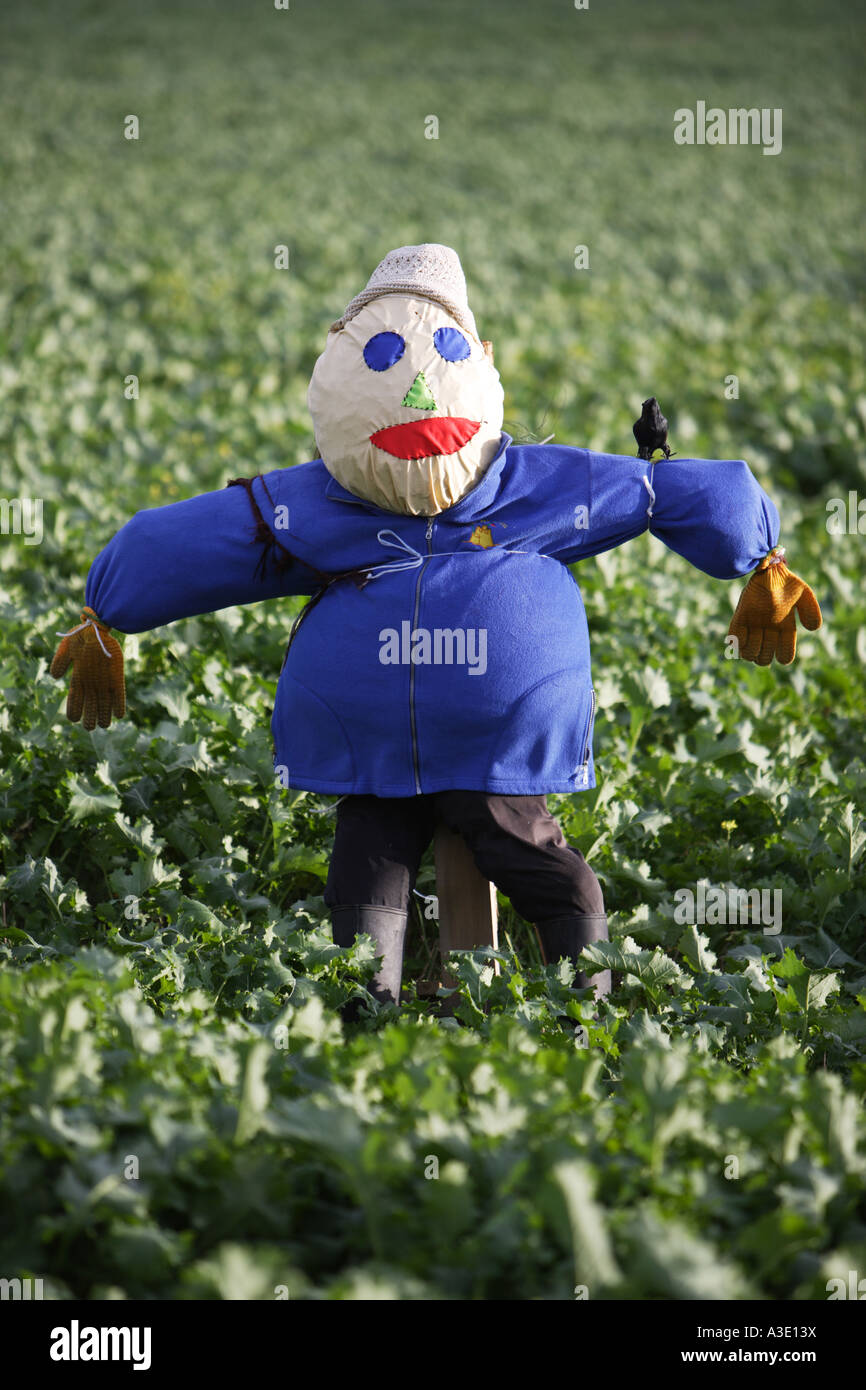 a smiling scarecrow in a green field Stock Photo - Alamy