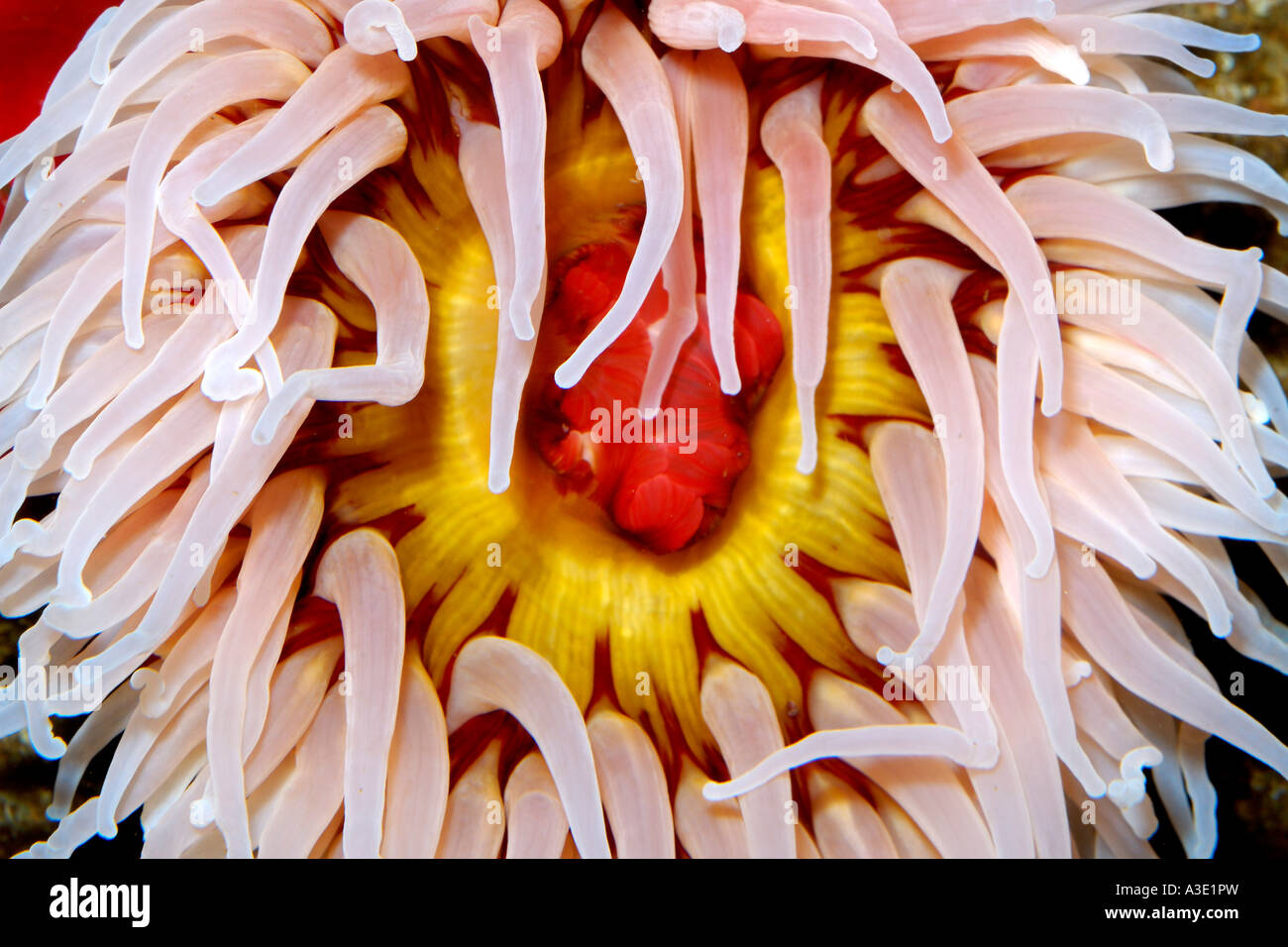 Fish eating anemone Urticina piscivora Monterey California Pacific ...