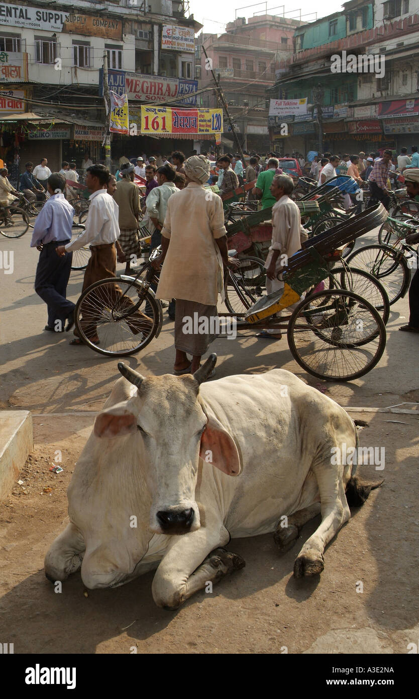 Sacred cow traffic hi-res stock photography and images - Alamy