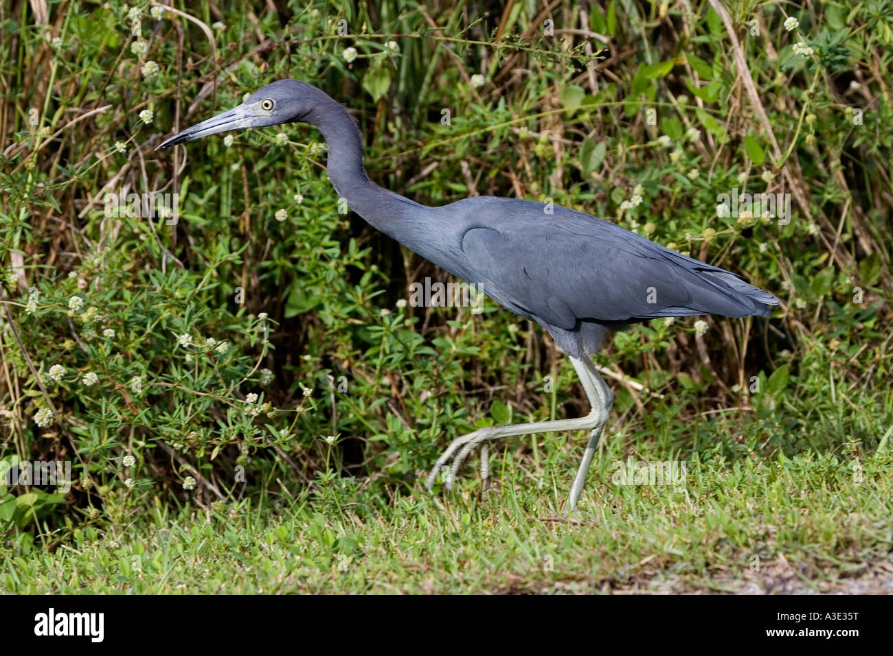 Egretta caerulea Little Blue Heron Stock Photo - Alamy