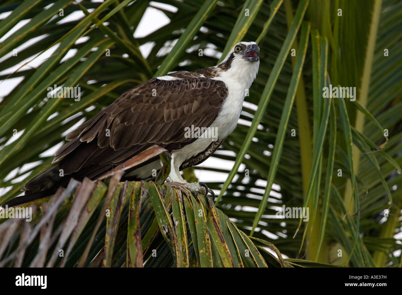 Pandion haliaetus Osprey Stock Photo - Alamy