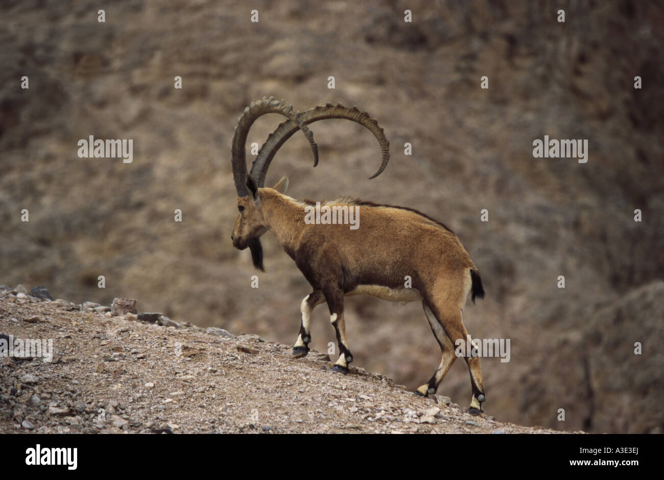 Nubian Ibex (Capra ibex nubiana) male walking along ridge, Israel Stock ...