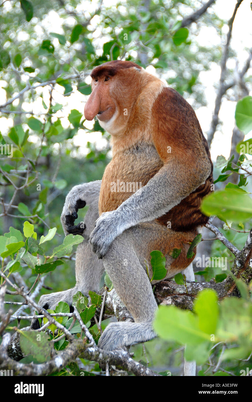 Male Proboscis monkey sits in mangrove forest Bako National Park ...