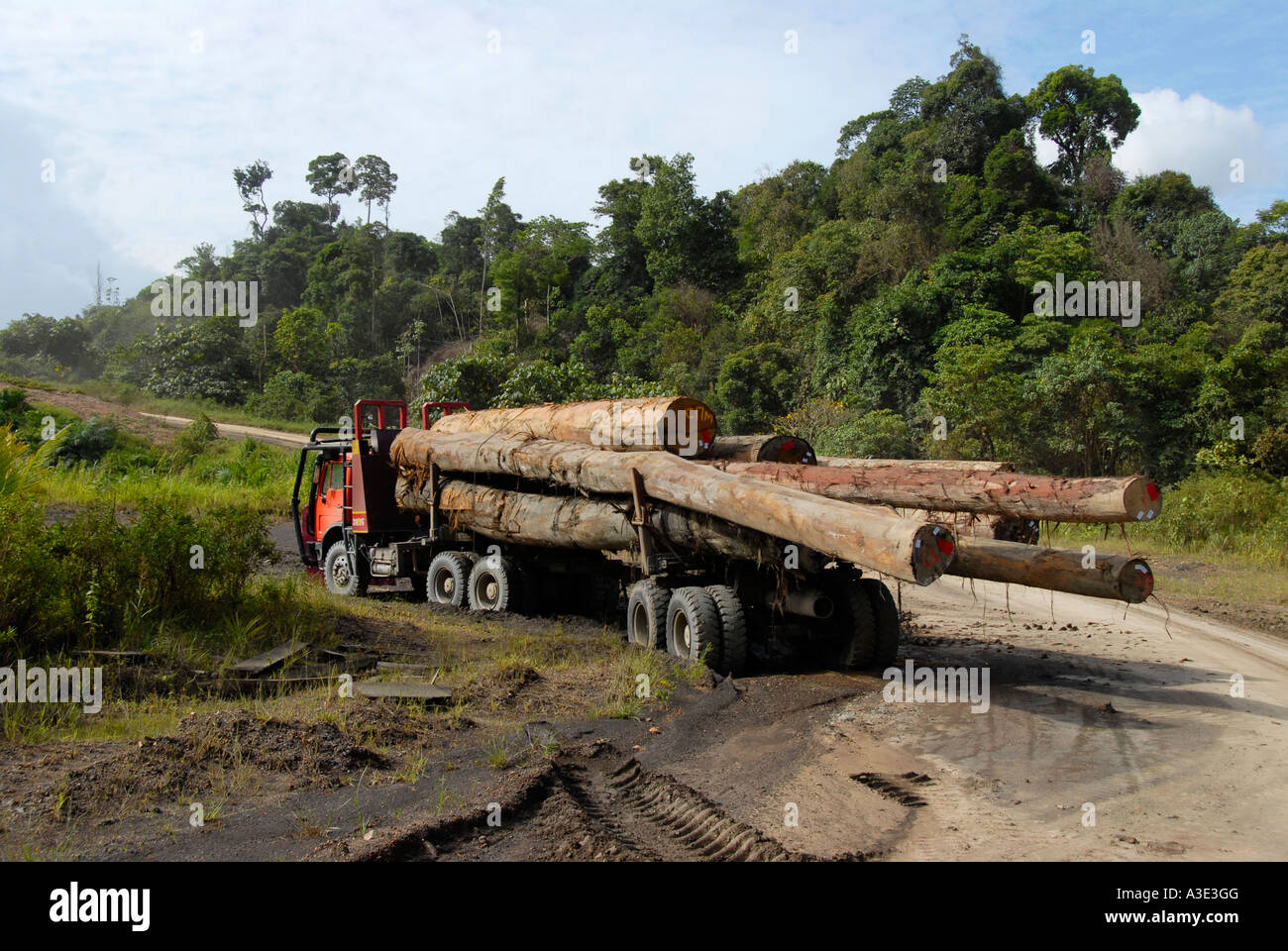 Transportation of timber tropical wood on a lorry near Miri Sarawak ...