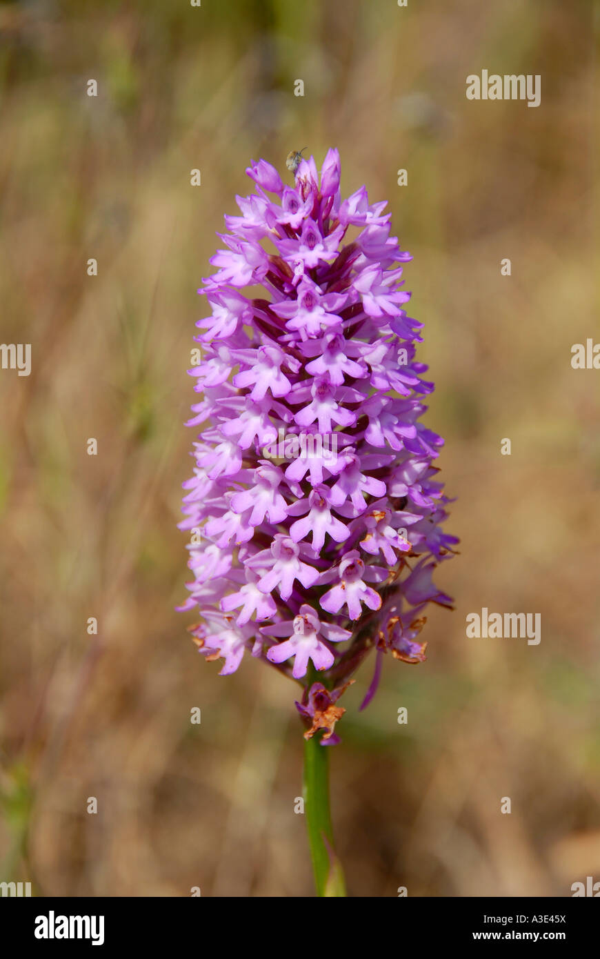 Flowering orchid hi-res stock photography and images - Alamy