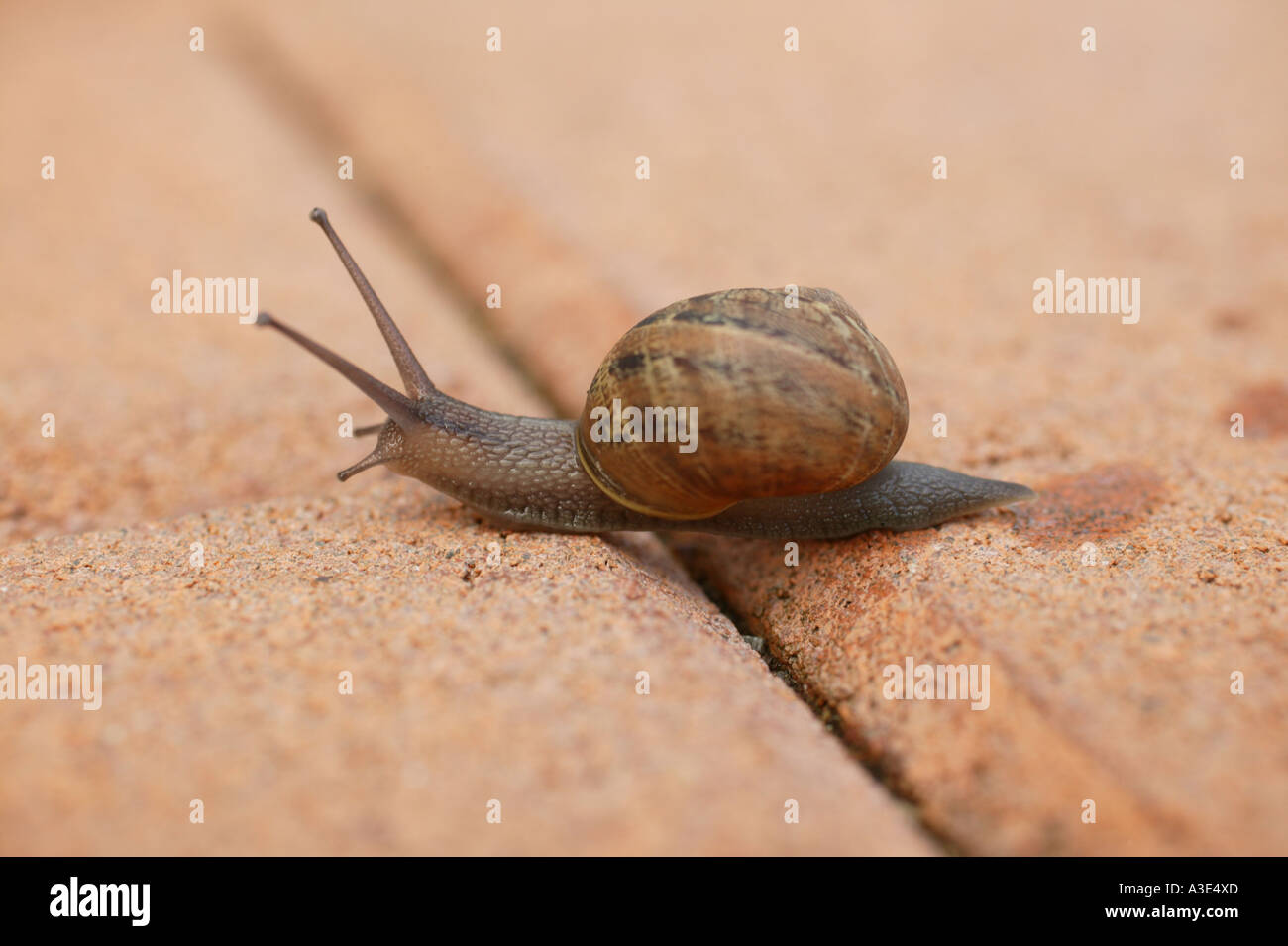Snail crossing hi-res stock photography and images - Alamy