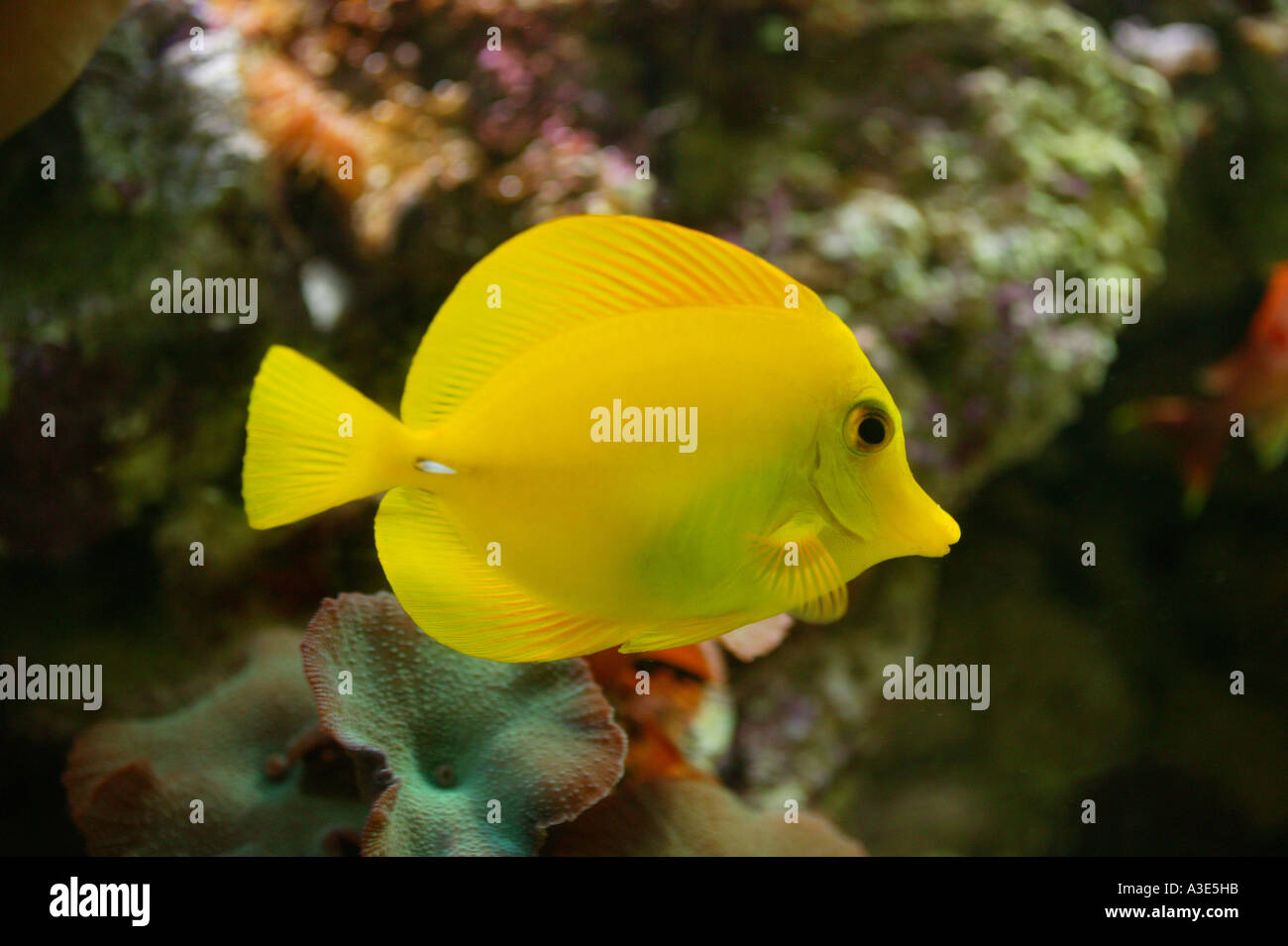 Yellow tropical fish Stock Photo - Alamy