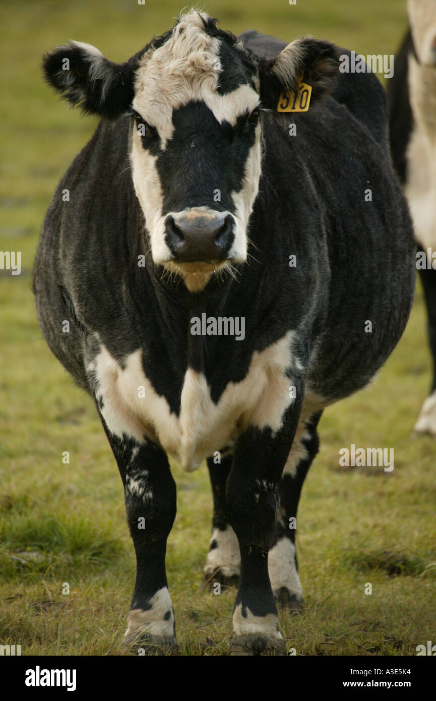 New Zealand Friesian Cattle at Harry Quintana blog