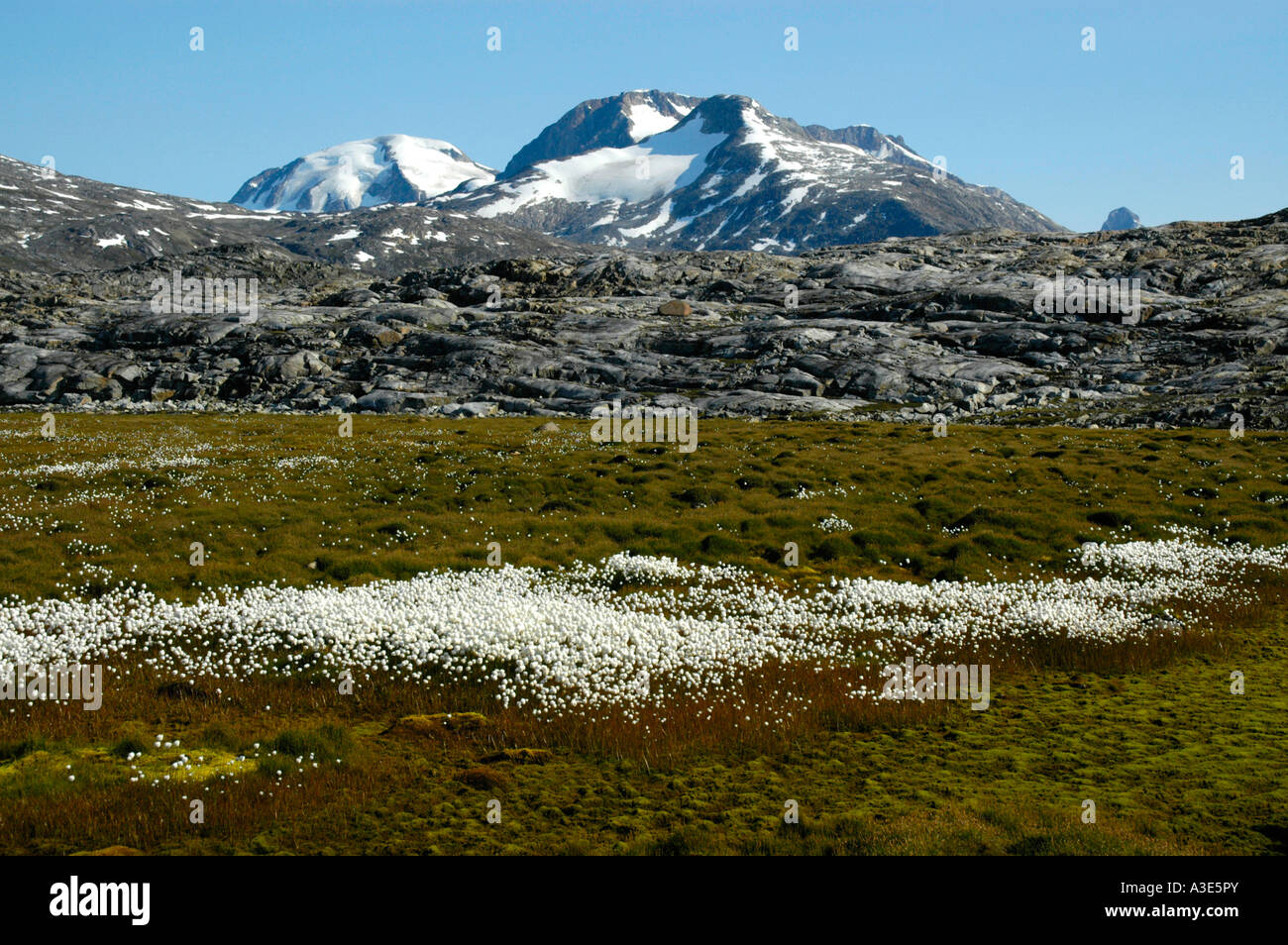 Swamp tundra arctic hi-res stock photography and images - Alamy