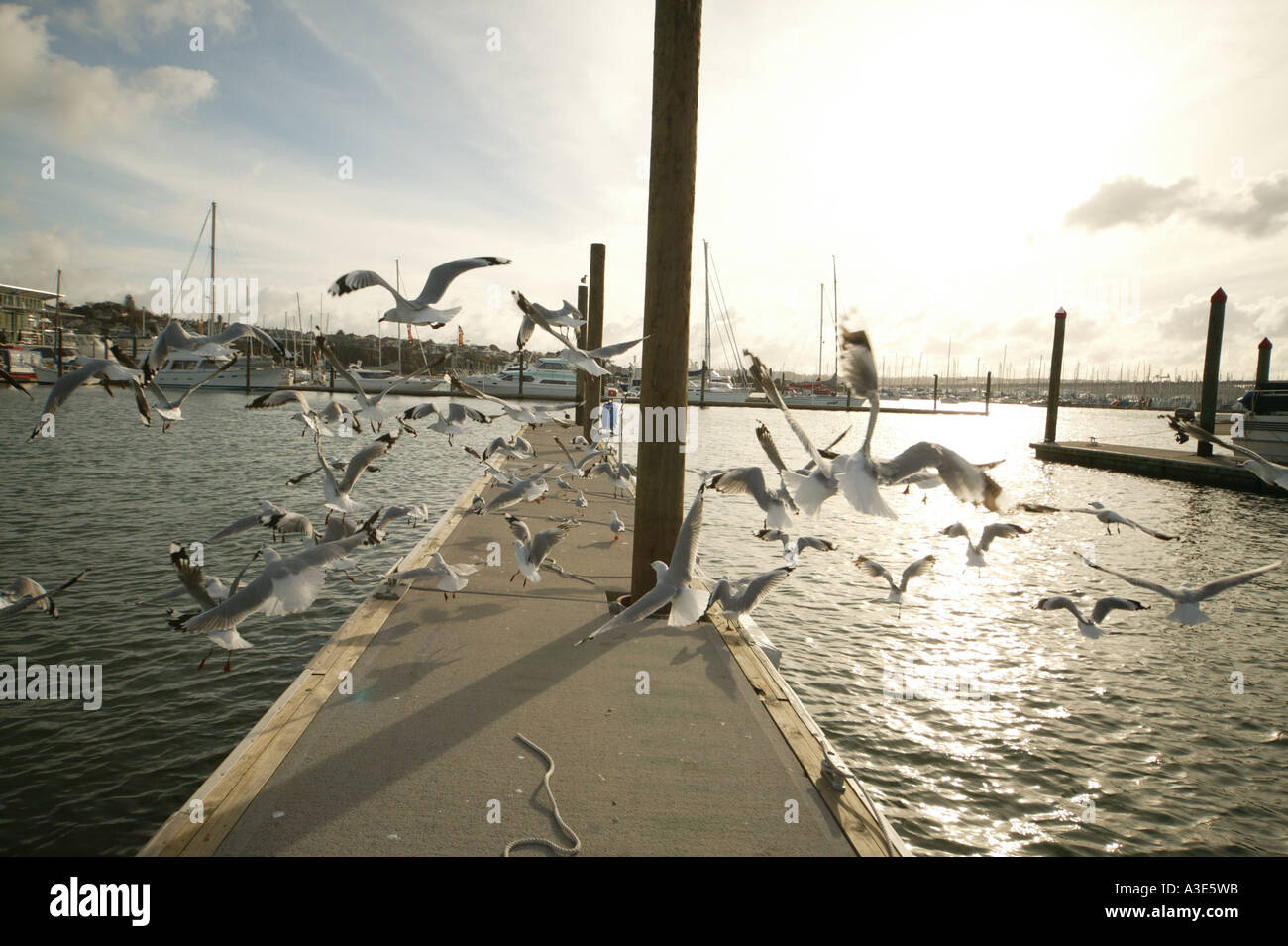 New Zealand, Auckland. Seagulls taking off from wharf at yacht marina ...