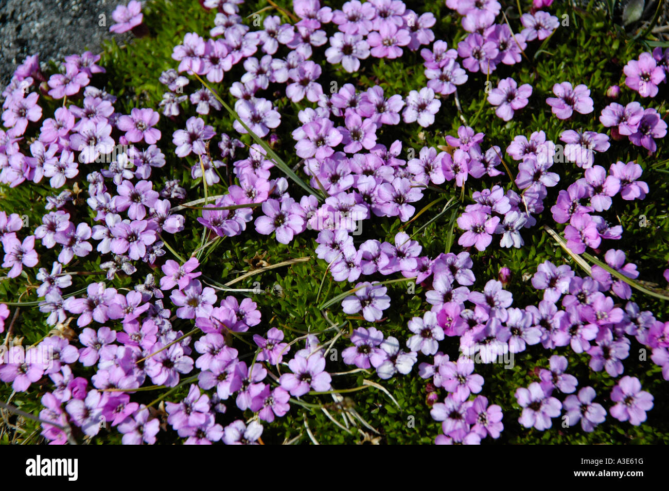 Moss Campion Silene acaulis Eastgreenland Stock Photo - Alamy
