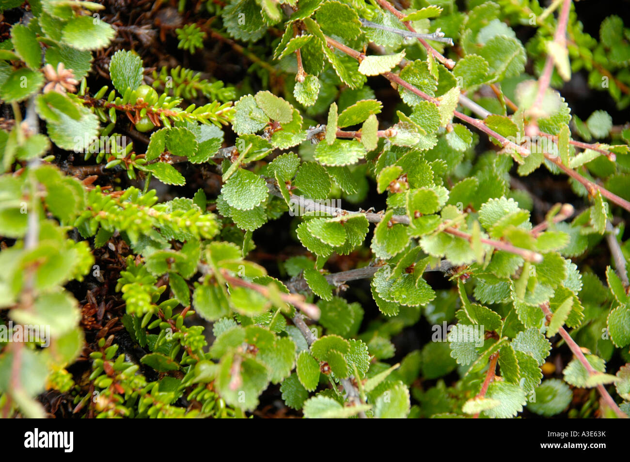 Tundra plants of dwarf birch hi-res stock photography and images - Alamy