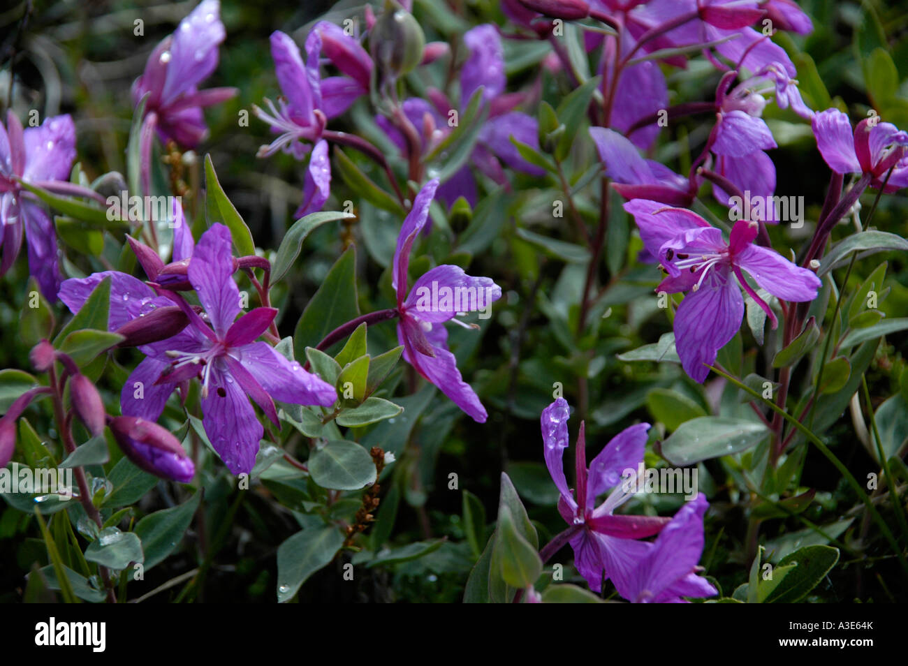 Broad-leafed Willow-herb Epilobium latifolium Chamaenerion latifolium ...