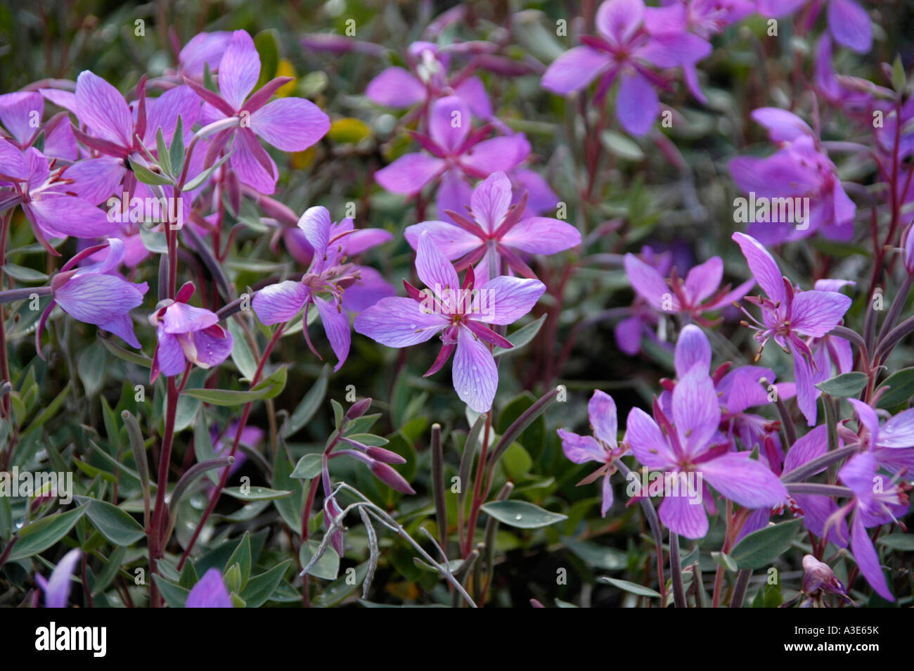 Broad-leafed Willow-herb Epilobium latifolium Chamaenerion latifolium ...