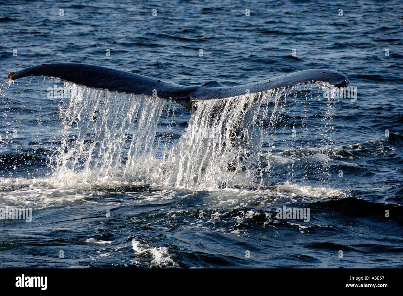 Humpback whale Megaptera novaeangliae diving Clarence Strait Alaska ...