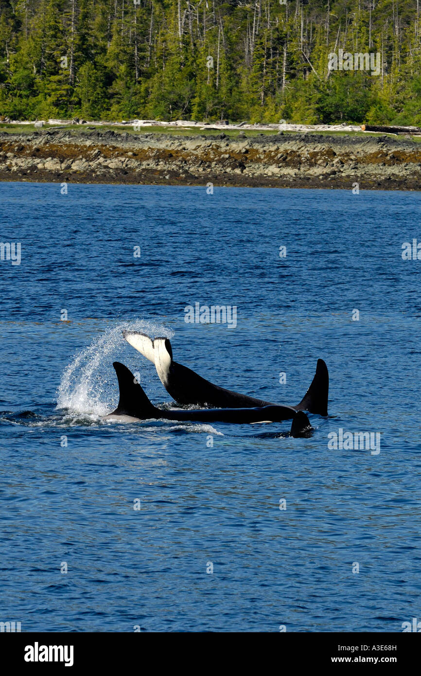 Killer whales Orcinus orca Ketchikan Inside Passage Alaska Pacific ...