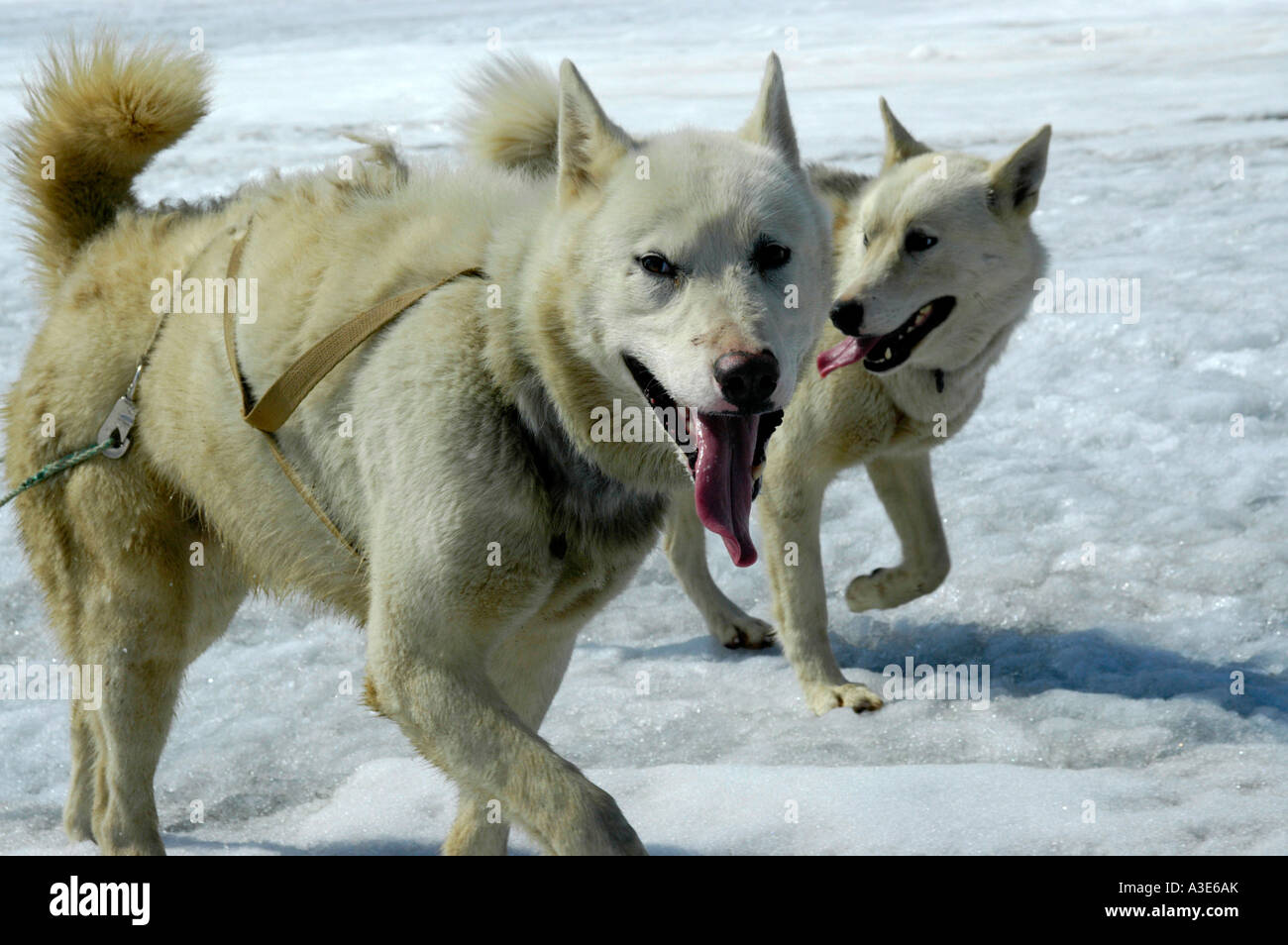 Two sledge dogs huskys heckle strapped Apusiak Glacier Eastgreenland ...
