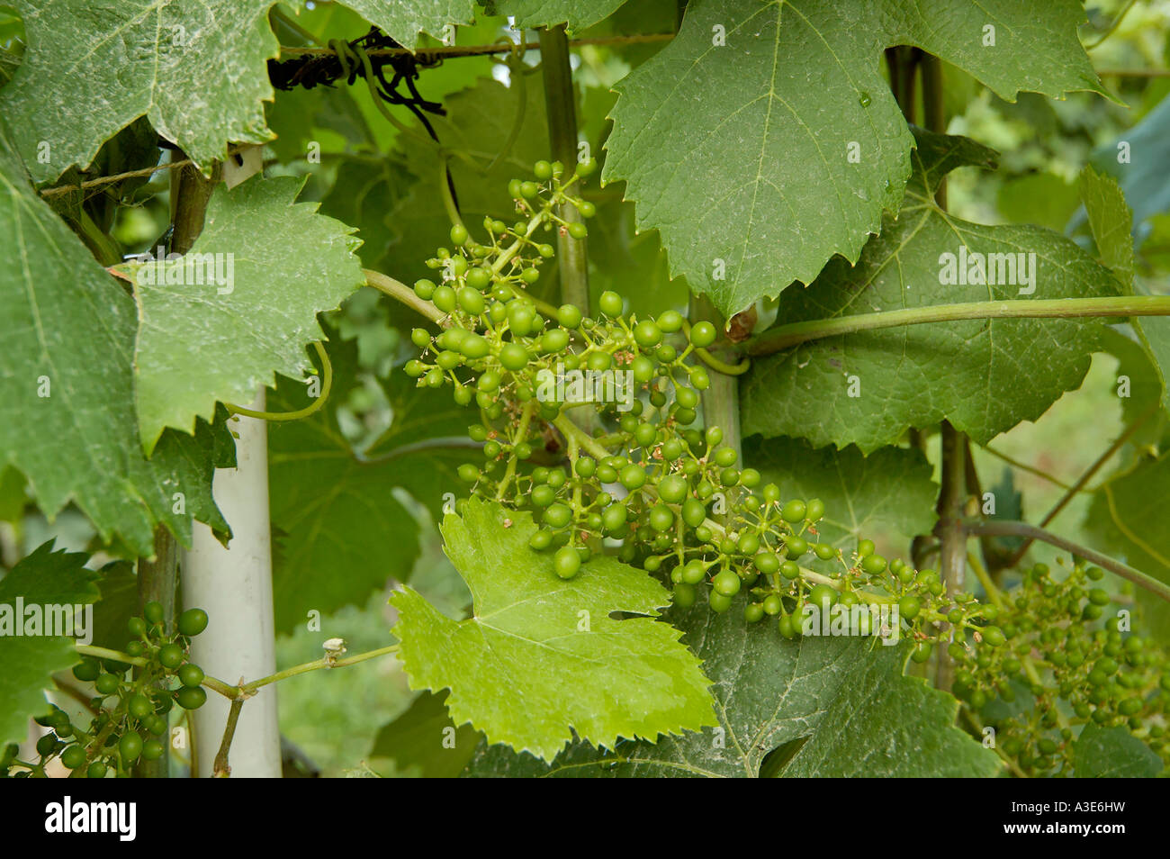Young unripe grapes Stock Photo - Alamy