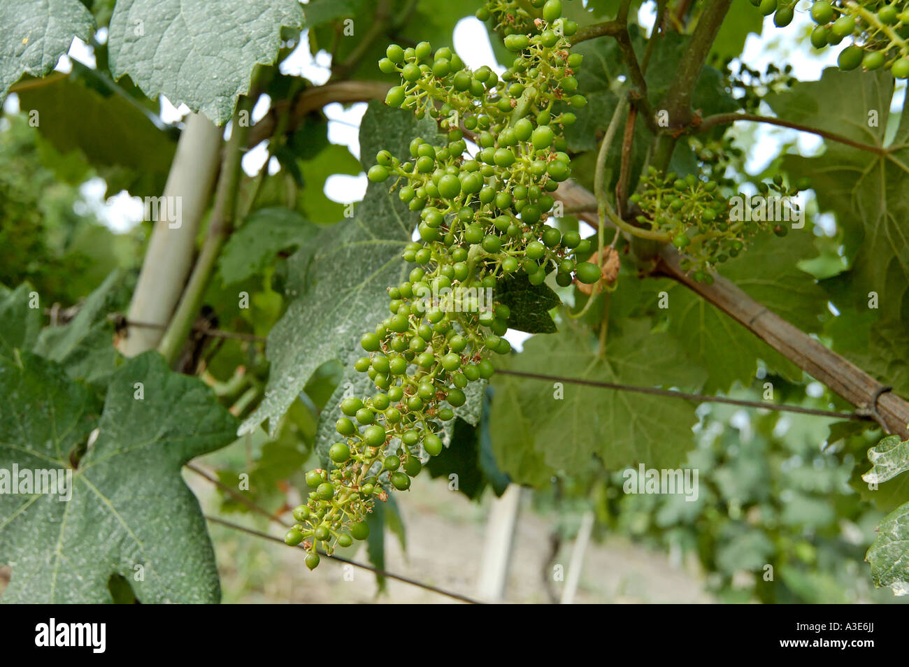 Young unripe grapes Stock Photo - Alamy