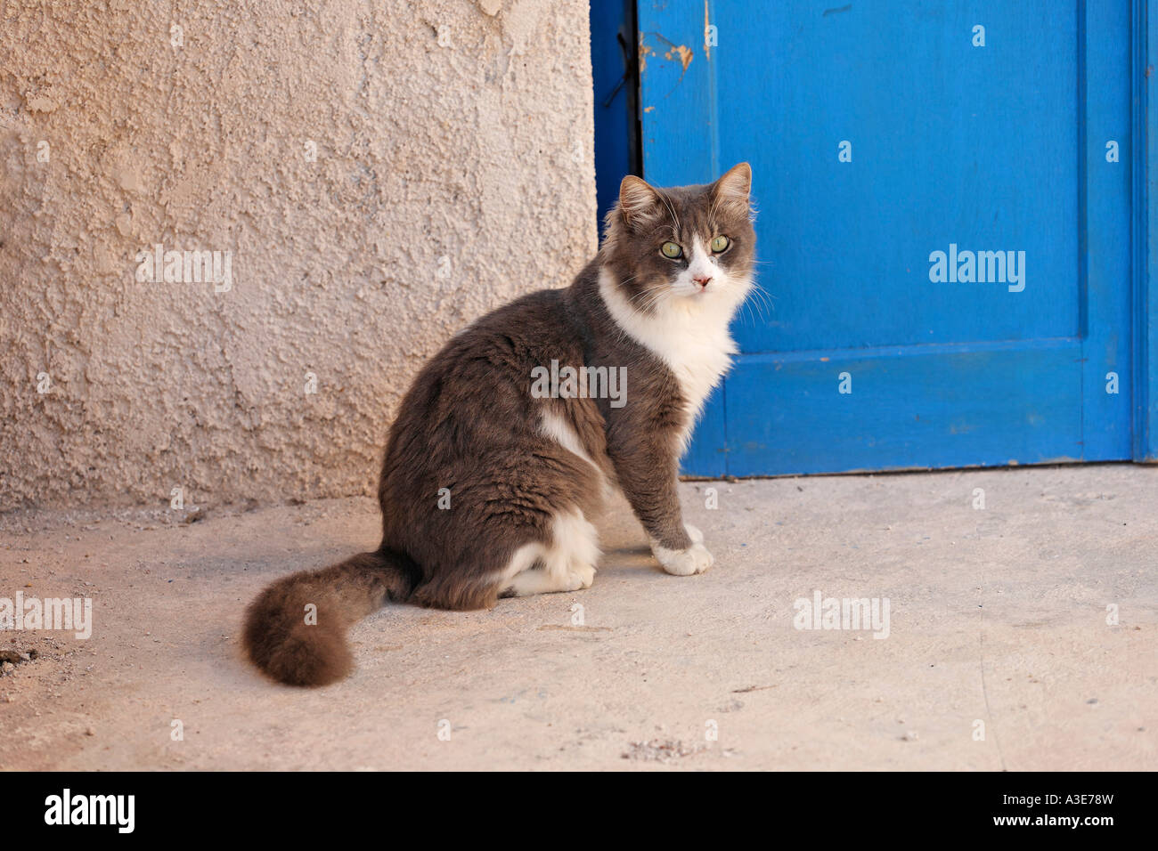 Cat, Oia, Santorini, Greece Stock Photo - Alamy