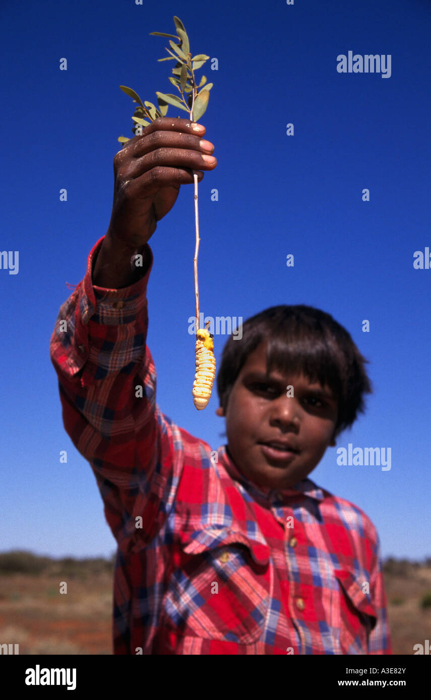 Witchetty grub outback Australia Stock Photo - Alamy