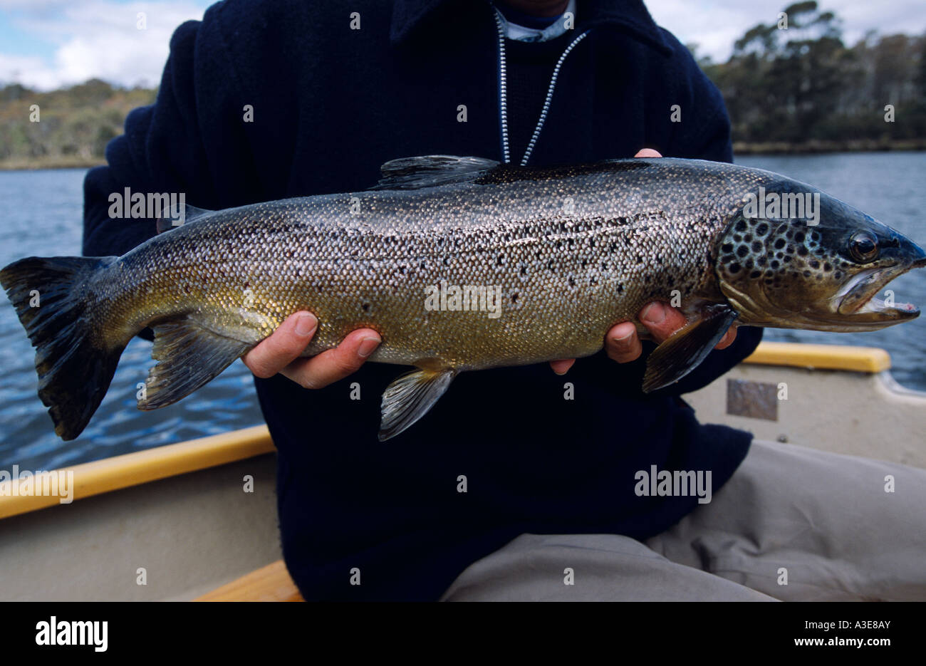 The big trout australia hi-res stock photography and images - Alamy
