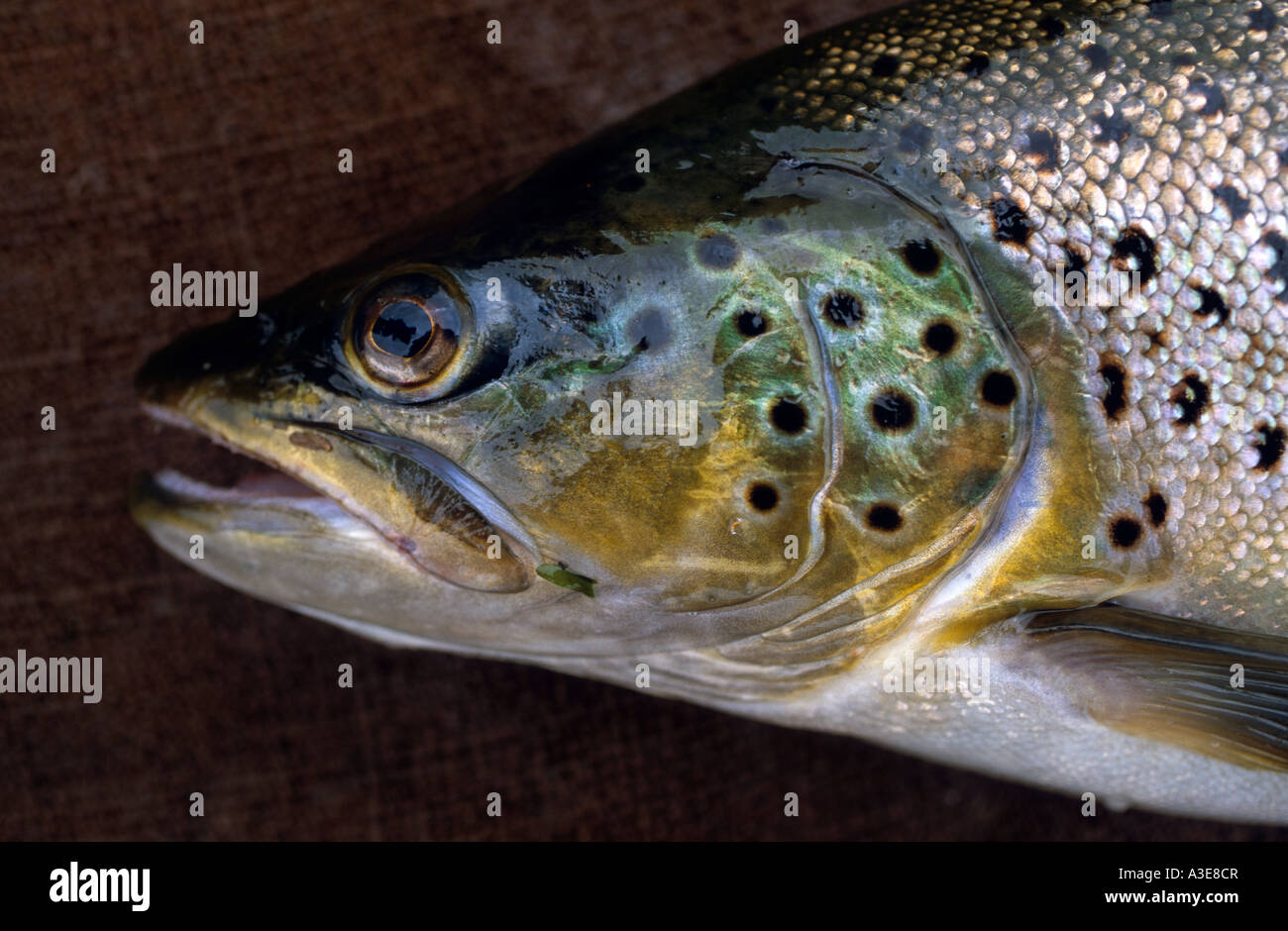 Brown trout closeup Australia Stock Photo - Alamy