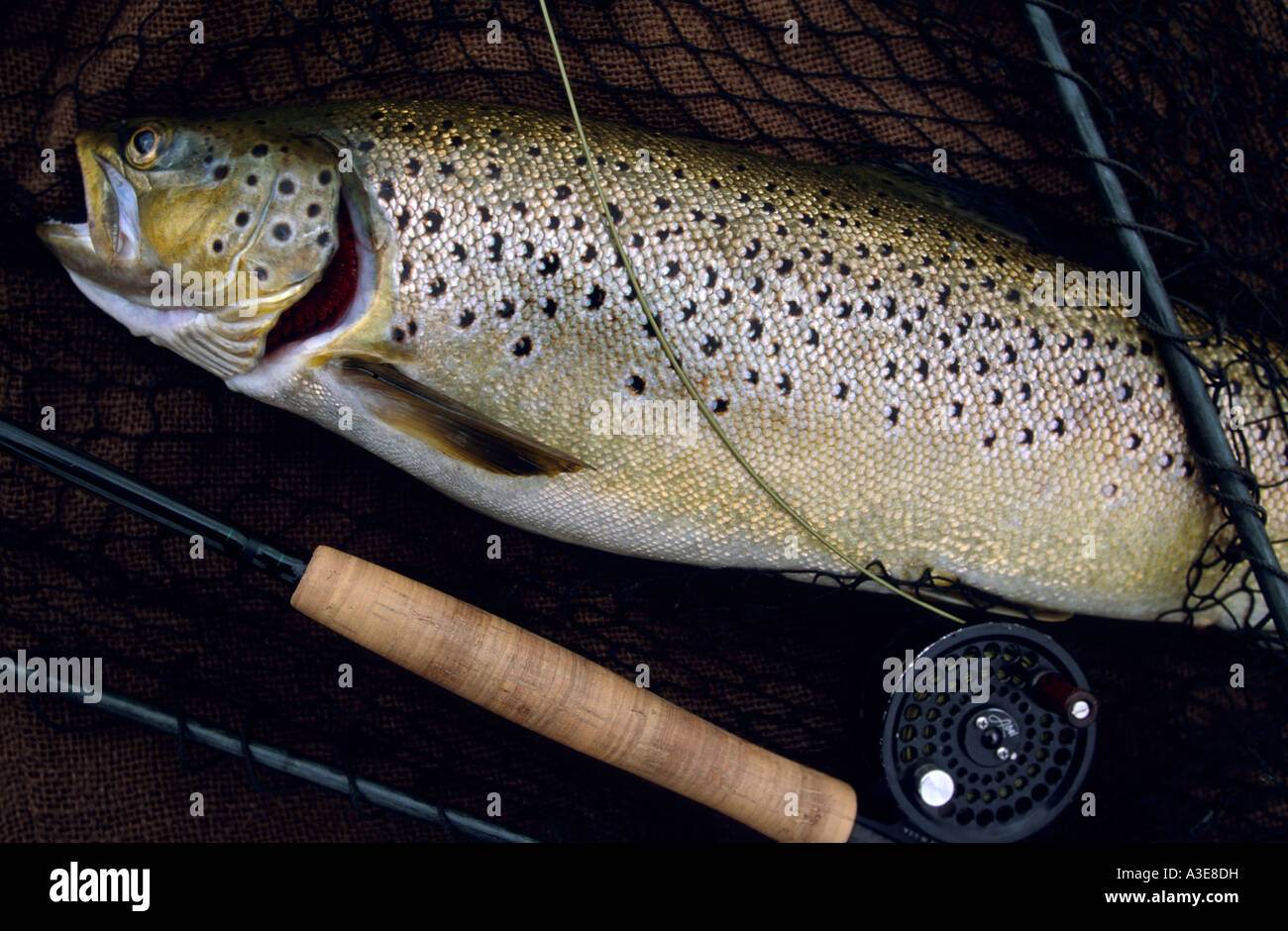 The big trout australia hi-res stock photography and images - Alamy