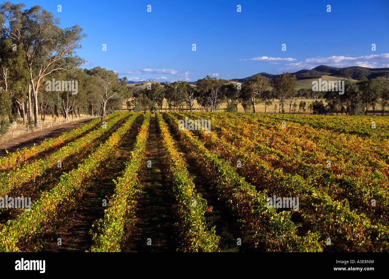 Vineyard, King Valley near Milawa, Victoria, Australia Stock Photo - Alamy