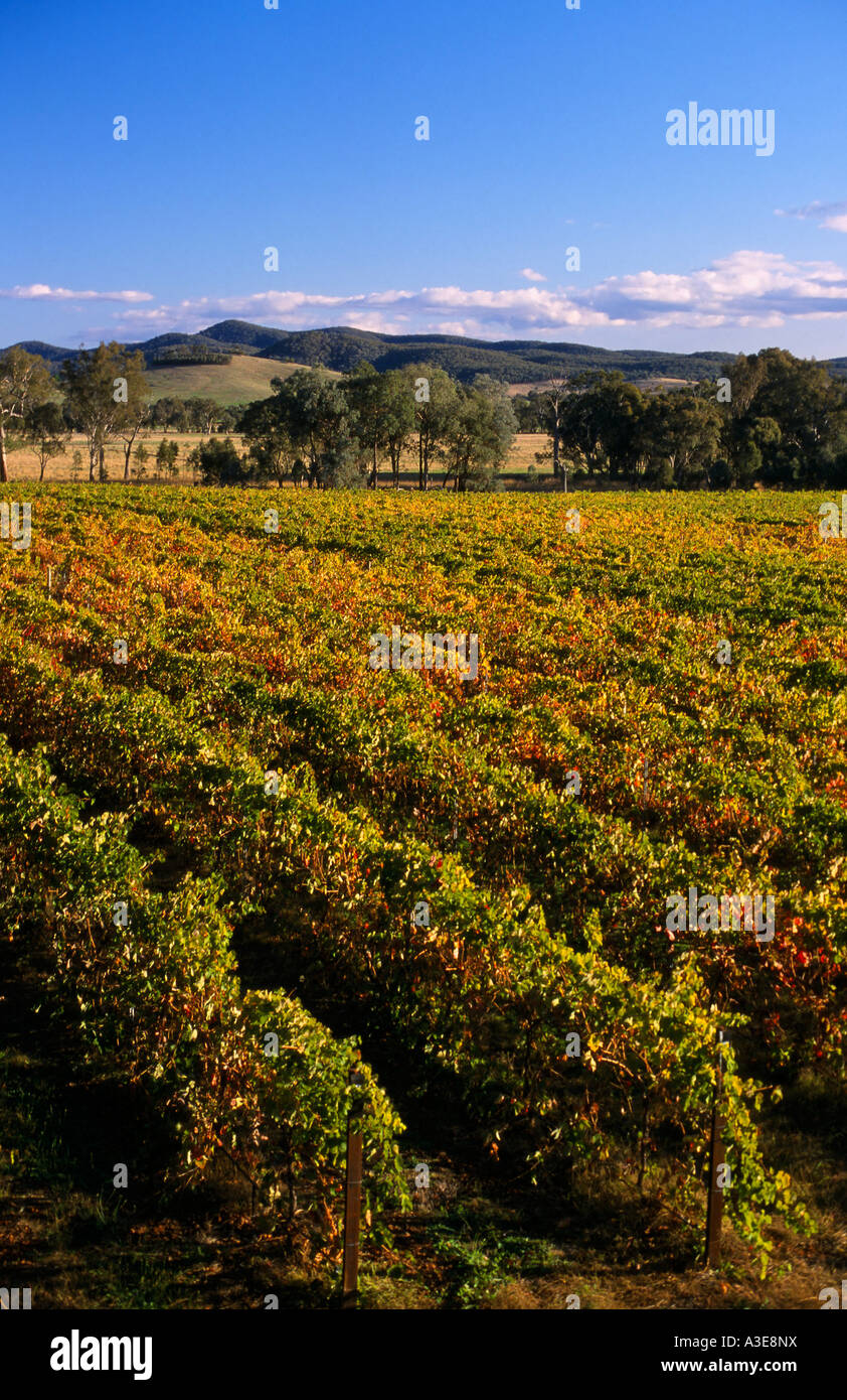Australian vineyard golden light hi-res stock photography and images ...