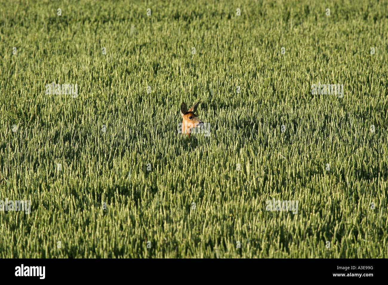 Wildlife in cornfields hi-res stock photography and images - Alamy