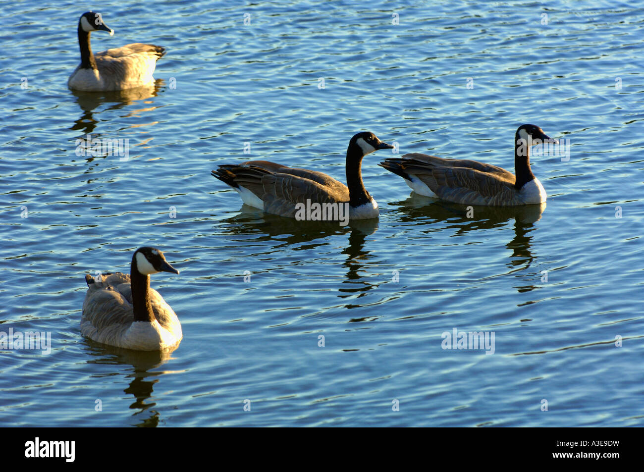 Canada geese on water Stock Photo - Alamy