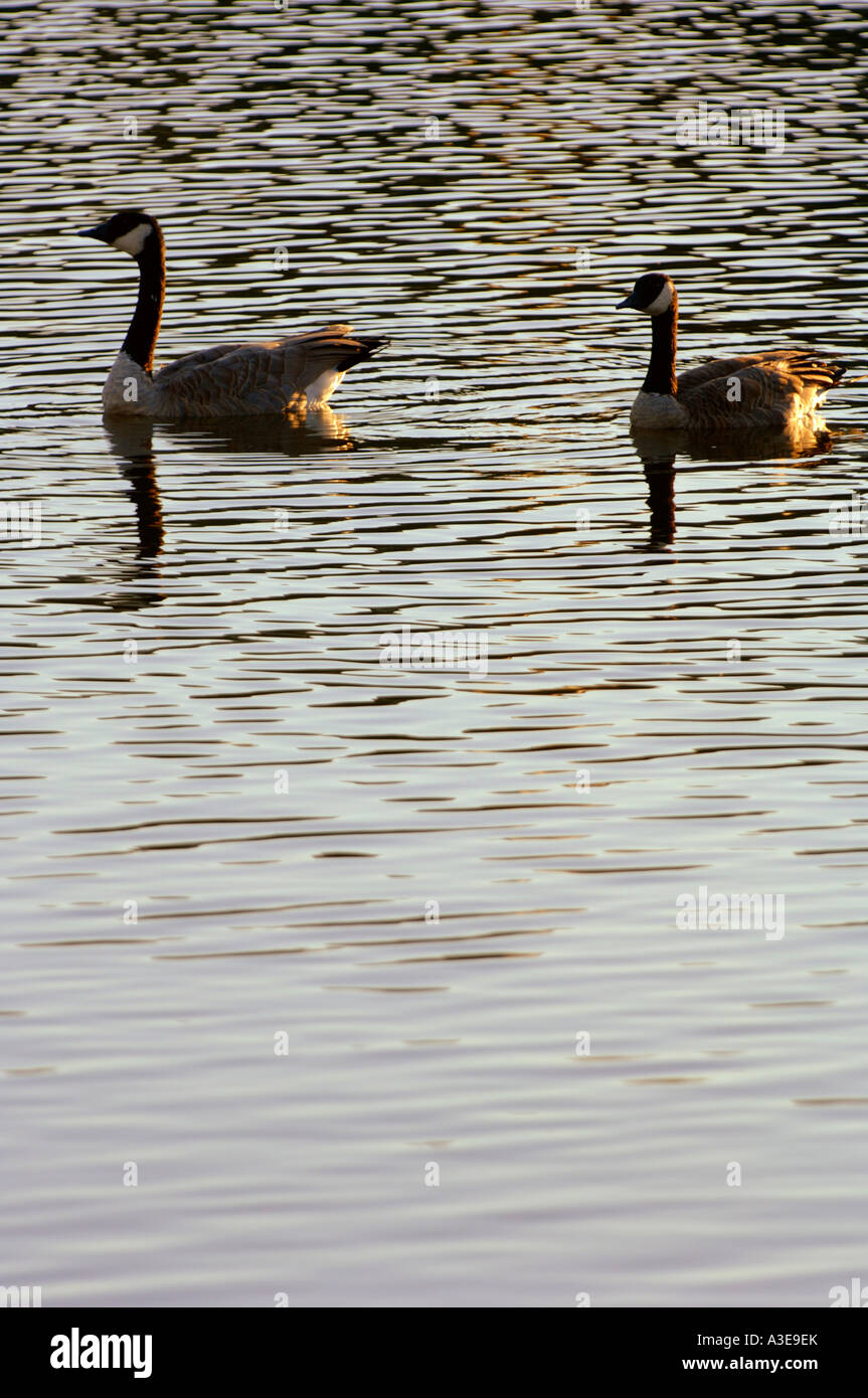 Two Canada geese on water Stock Photo - Alamy
