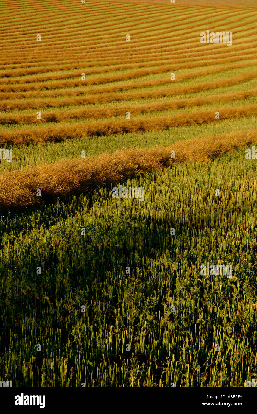 Swathes hi-res stock photography and images - Alamy