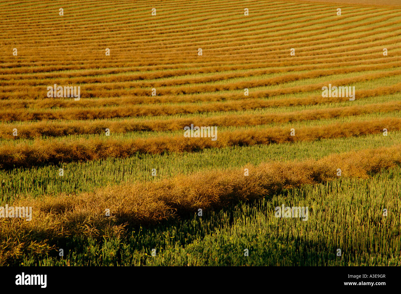 Rows of canola windrows Stock Photo - Alamy
