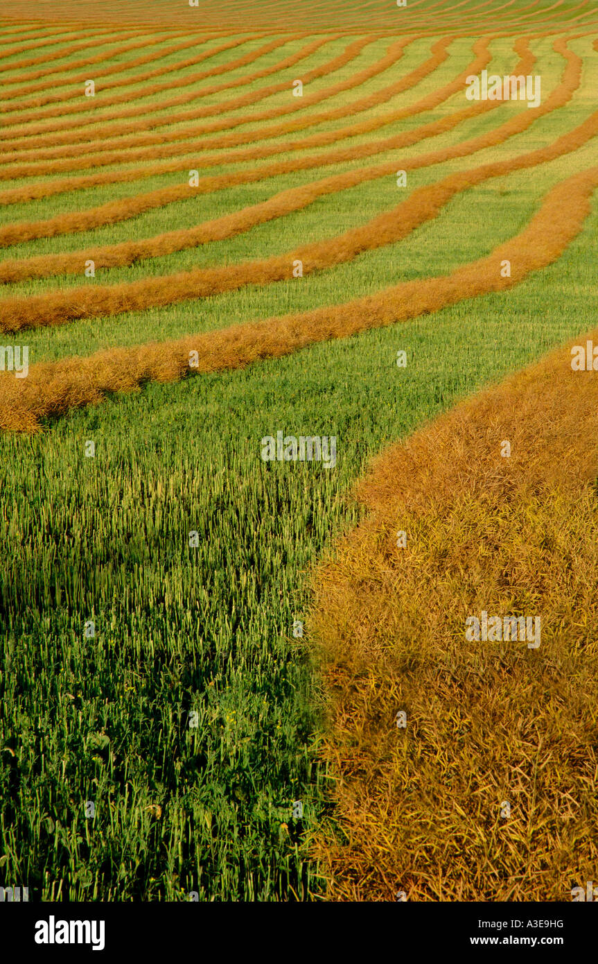 Rows of canola windrows Stock Photo - Alamy