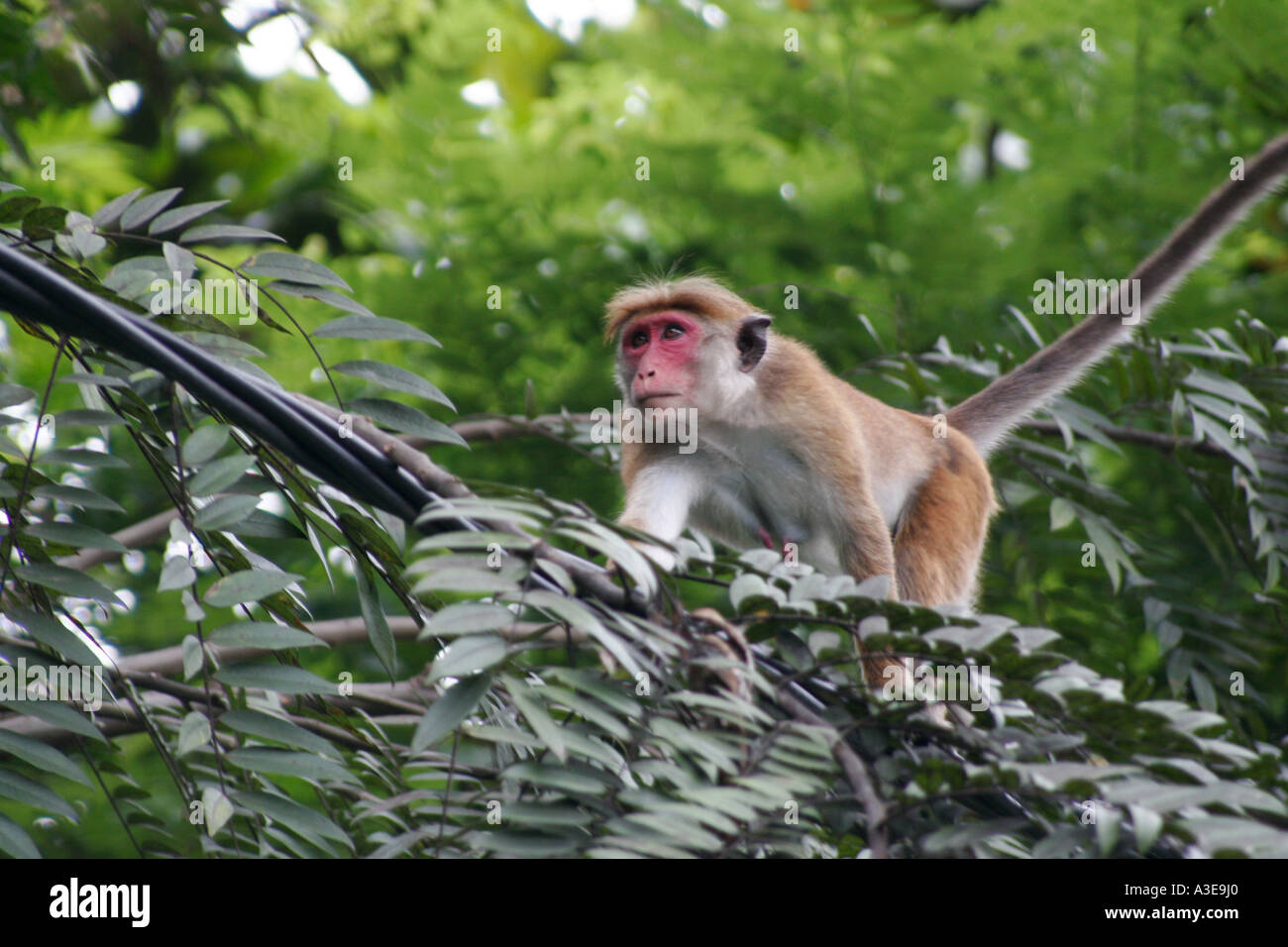 Powerline pink hi-res stock photography and images - Alamy