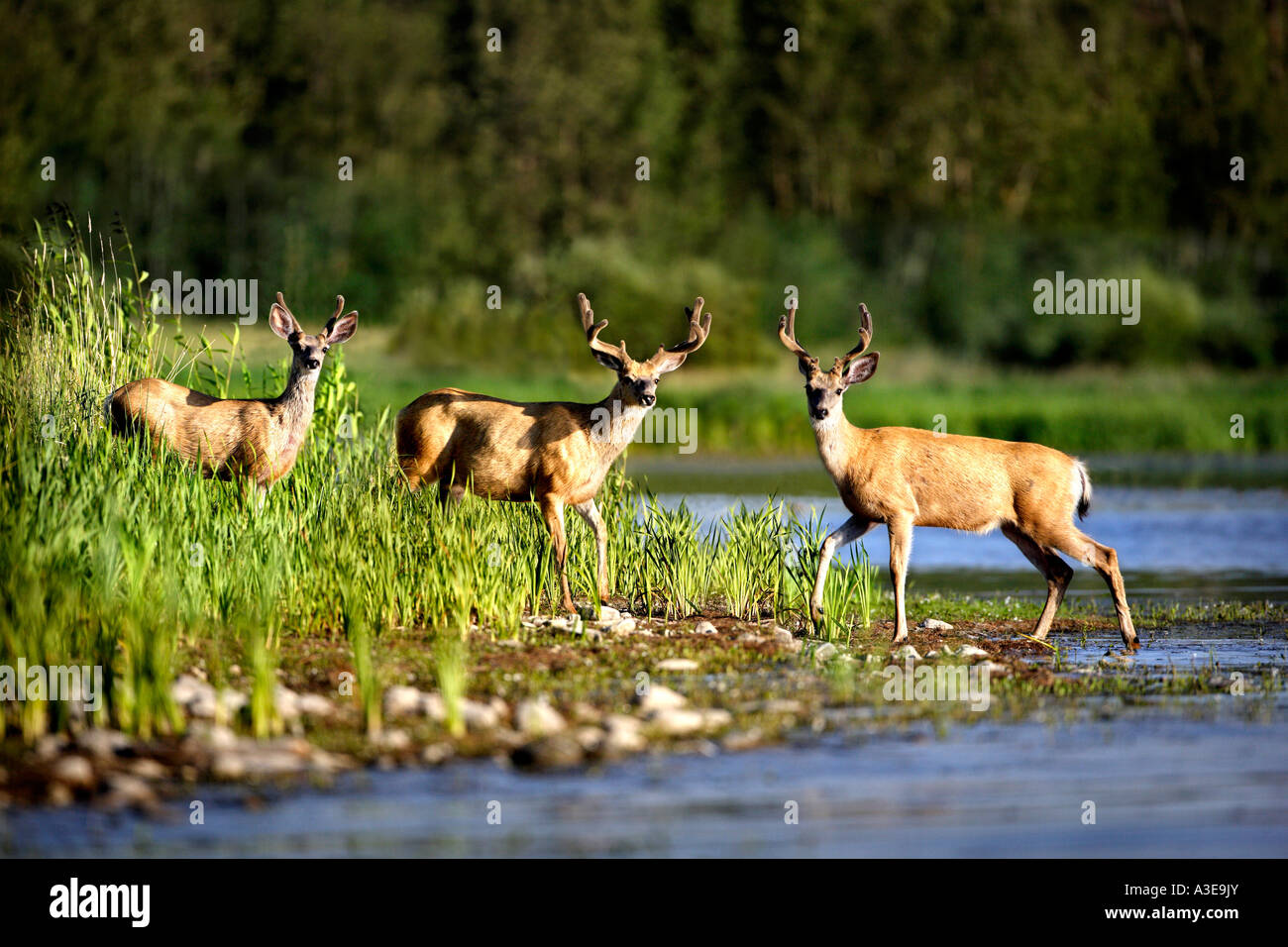 Three deer by water s edge Stock Photo - Alamy