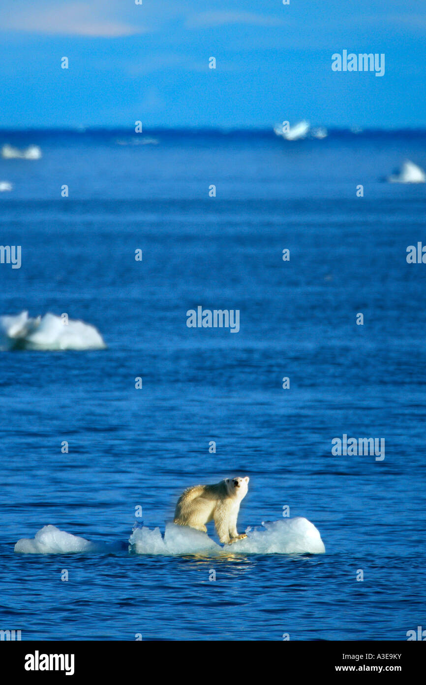 Polar Bear on Iceberg Stock Photo - Alamy