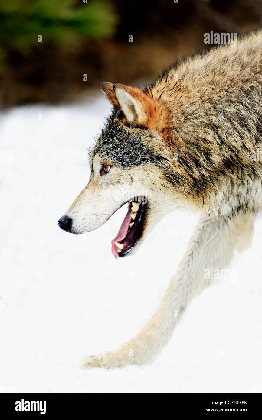 Wolf on the prowl Stock Photo - Alamy