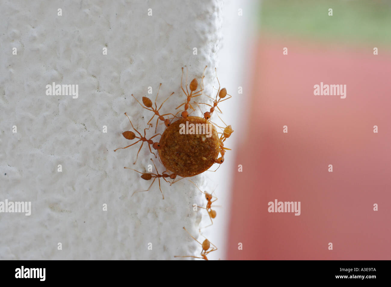 Sri Lanka, red ants cooperating together to carry a piece of dried ...