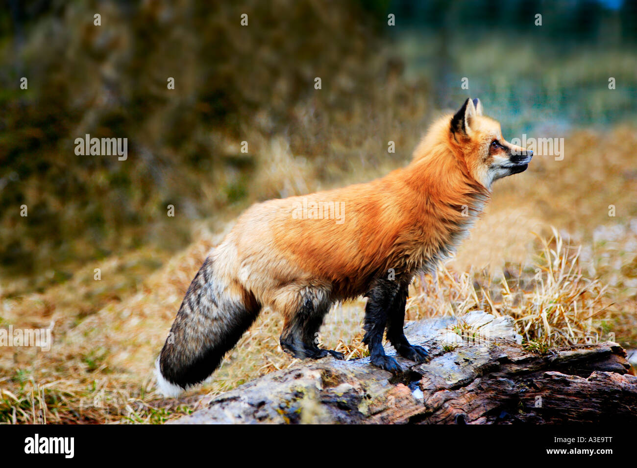 Red fox on rocks Stock Photo - Alamy