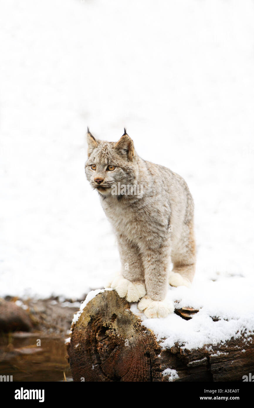 Canadian lynxes hi-res stock photography and images - Alamy