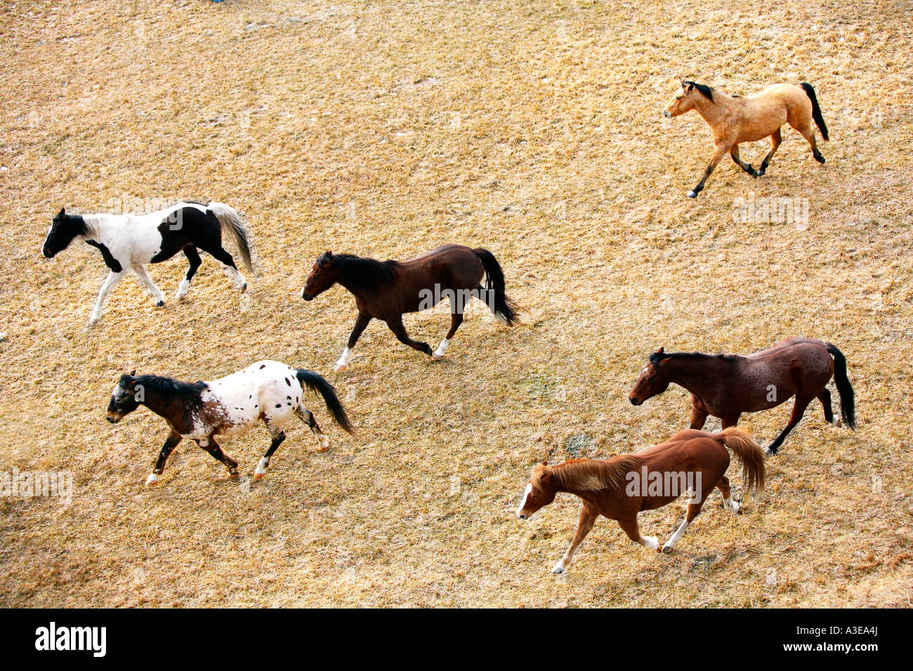 Horse herd running us hi-res stock photography and images - Alamy
