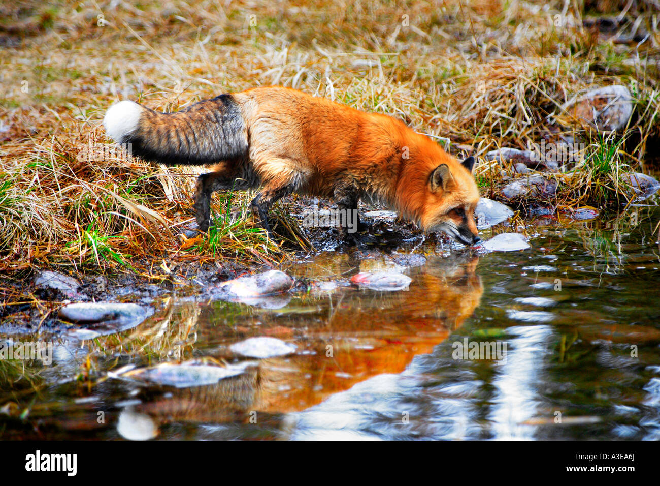 Wea0033 hi-res stock photography and images - Alamy