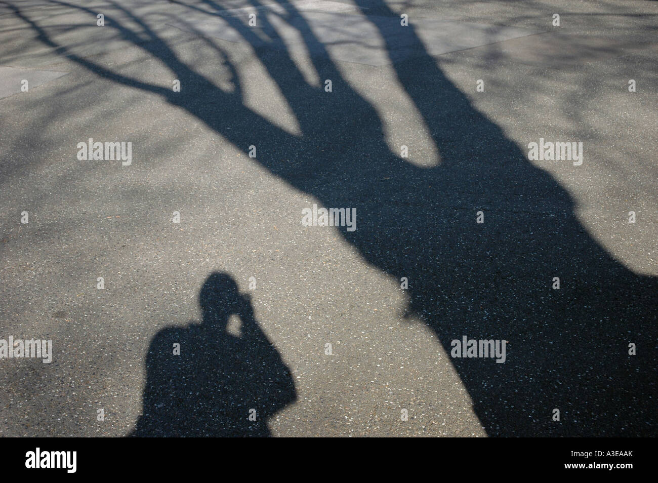 Shadow of a tree and a photographer Stock Photo - Alamy