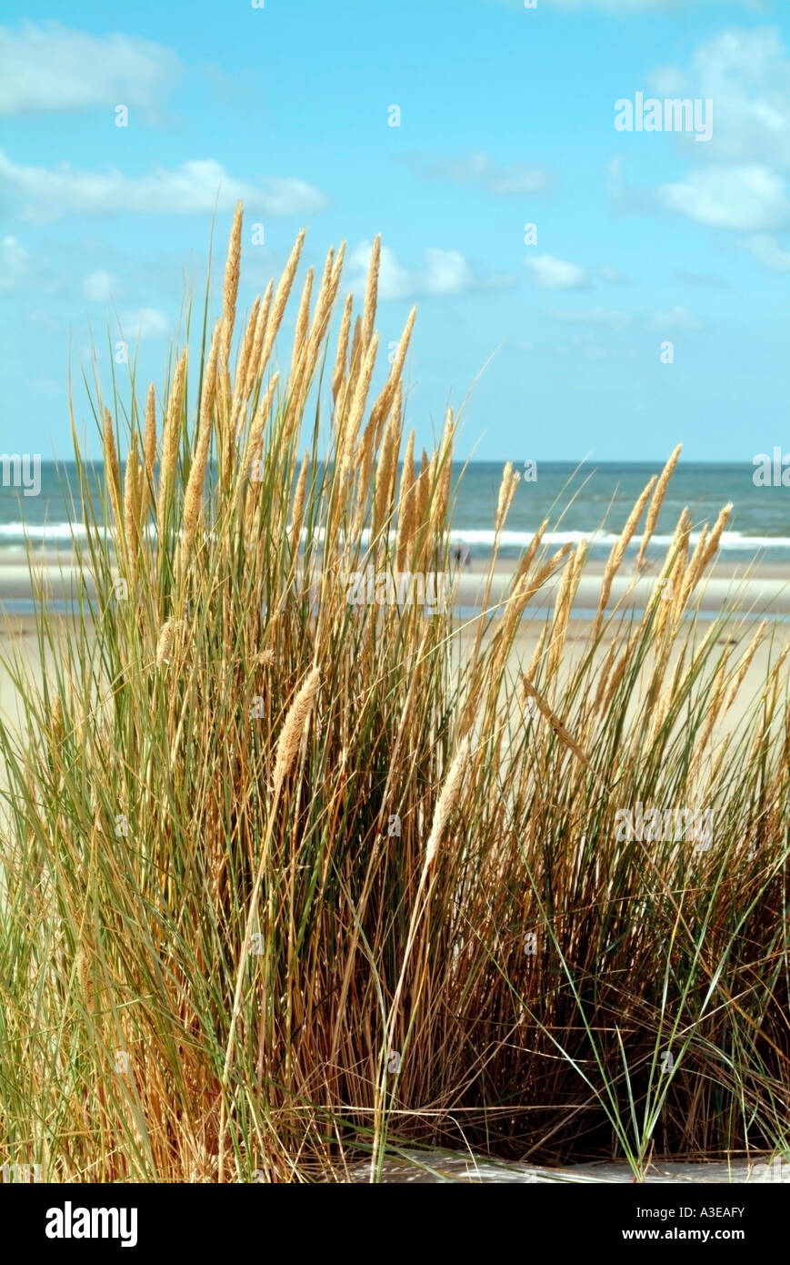 Vegetation on dunes at the beach of the North Sea in Denmark Stock ...